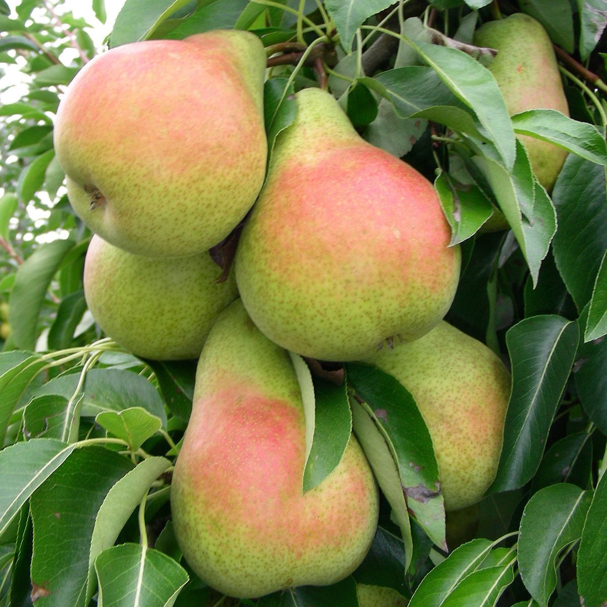 Birnbäume :: Kiefer Obstwelt: Online-Shop