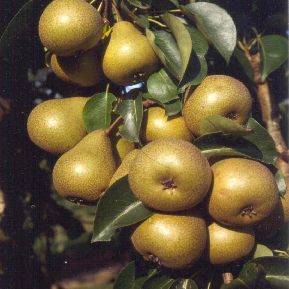 Birnbäume :: Kiefer Obstwelt: Online-Shop