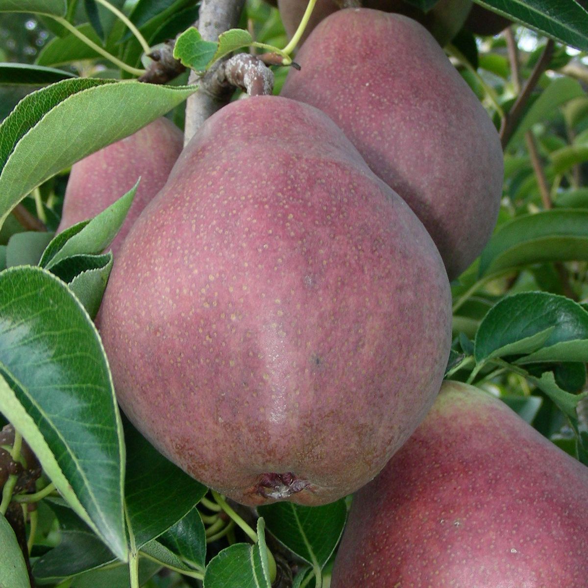 Birnbäume :: Kiefer Obstwelt: Online-Shop