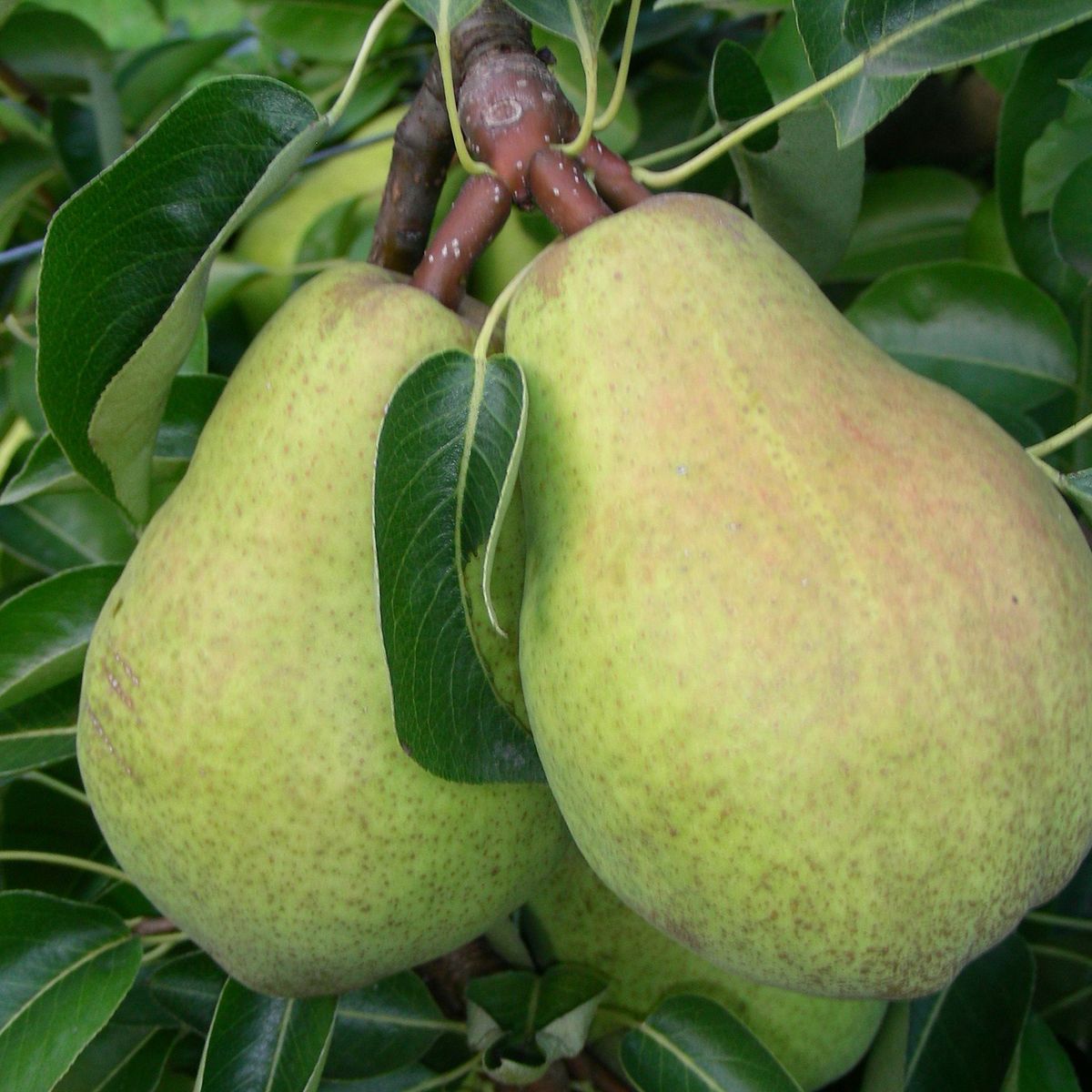 Birnbäume :: Kiefer Obstwelt: Online-Shop